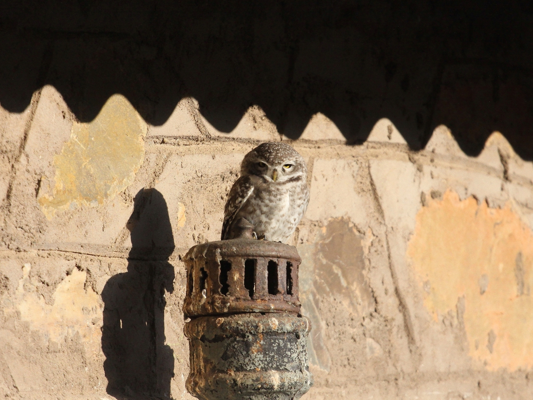 Owl in haunted house | Shutterbug